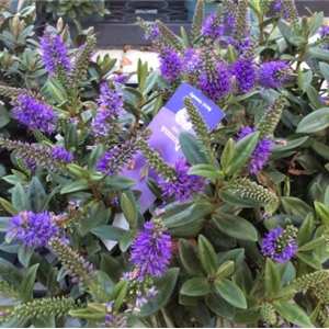 Hebe Addenda kopen | Plantenkwekerij MERCAFLORA Kalmthout