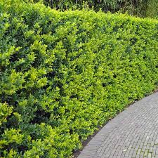 Haagplanten | Plantenkwekerij MERCAFLORA Kalmthout